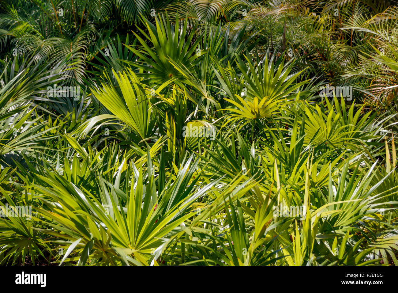 Young palm trees hi-res stock photography and images - Alamy