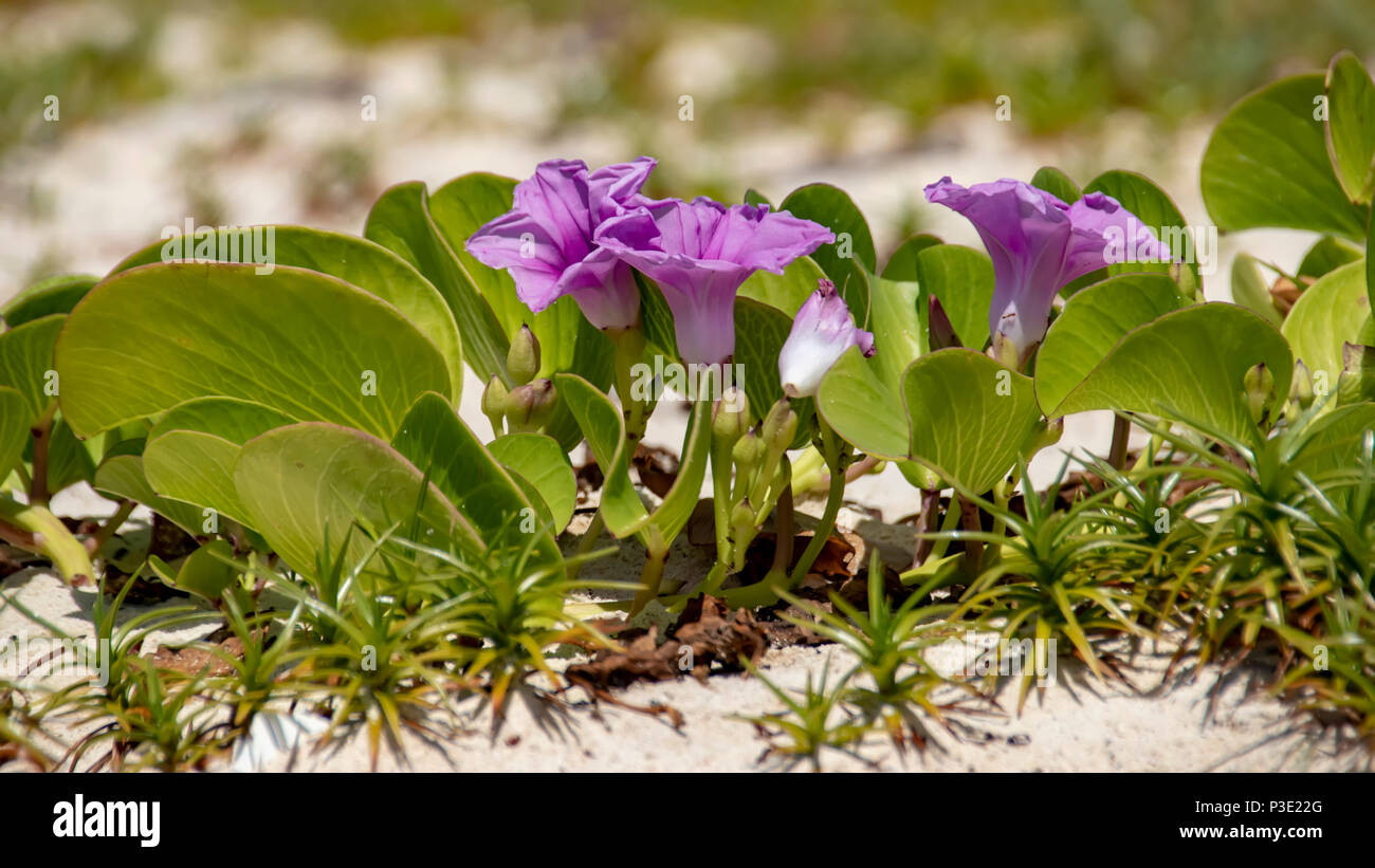 Side view of pink beach moonflowers on a white sand of sea coast Stock ...