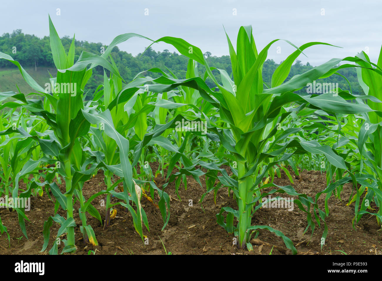 young green corn field in agricultural garden and light shines Stock ...