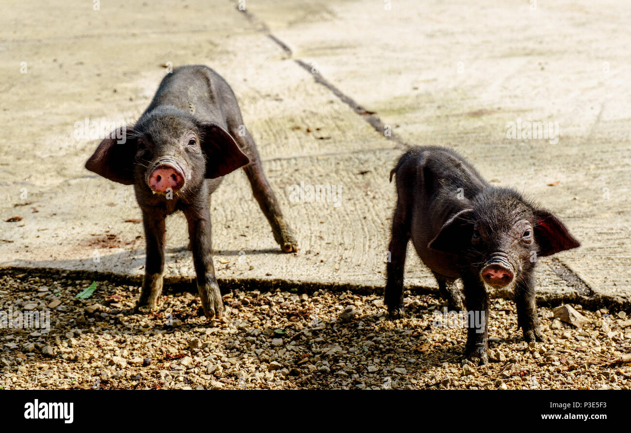 Two boars are looking suspiciously Stock Photo - Alamy