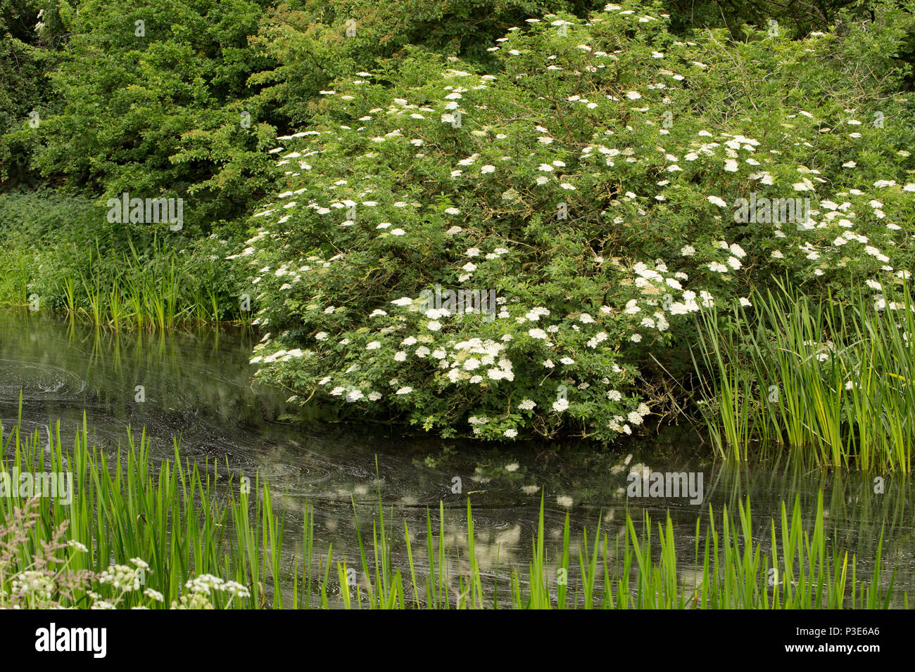 A flowering elder tree, Sambucus nigra, growing on the banks of the ...