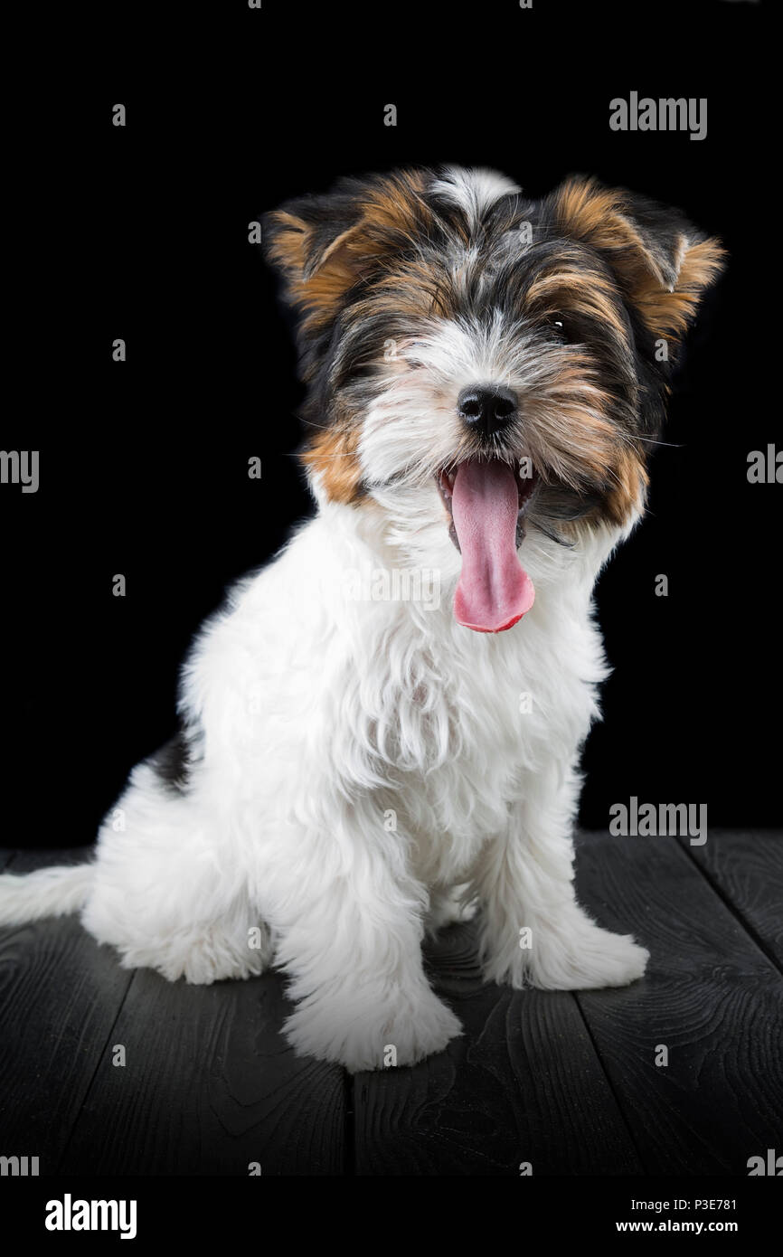 Miniature dog breed hi-res stock photography and images - Alamy