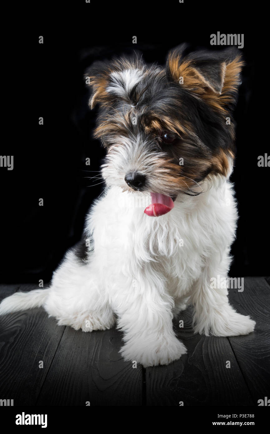 Miniature dog breed Yorkshire Terrier portrait close-up on a black ...