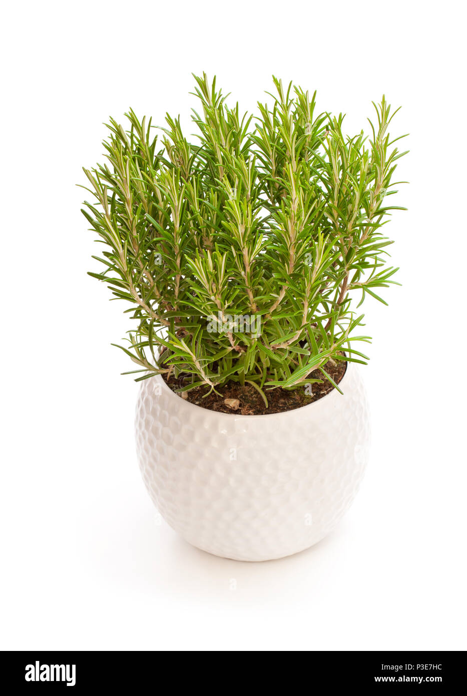 rosemary plant in the flower pot isolated on white background Stock ...
