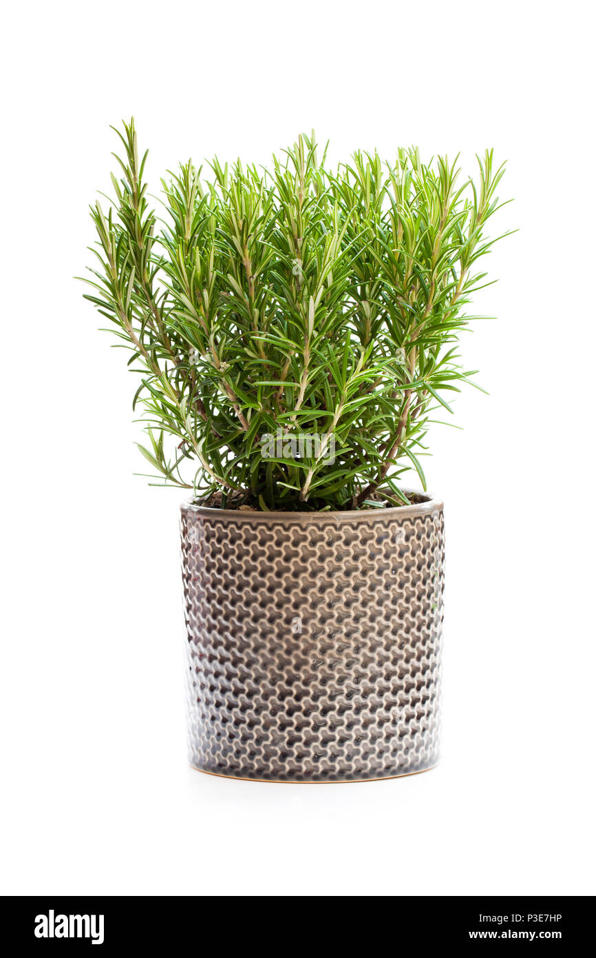 rosemary plant in the flower pot isolated on white background Stock ...