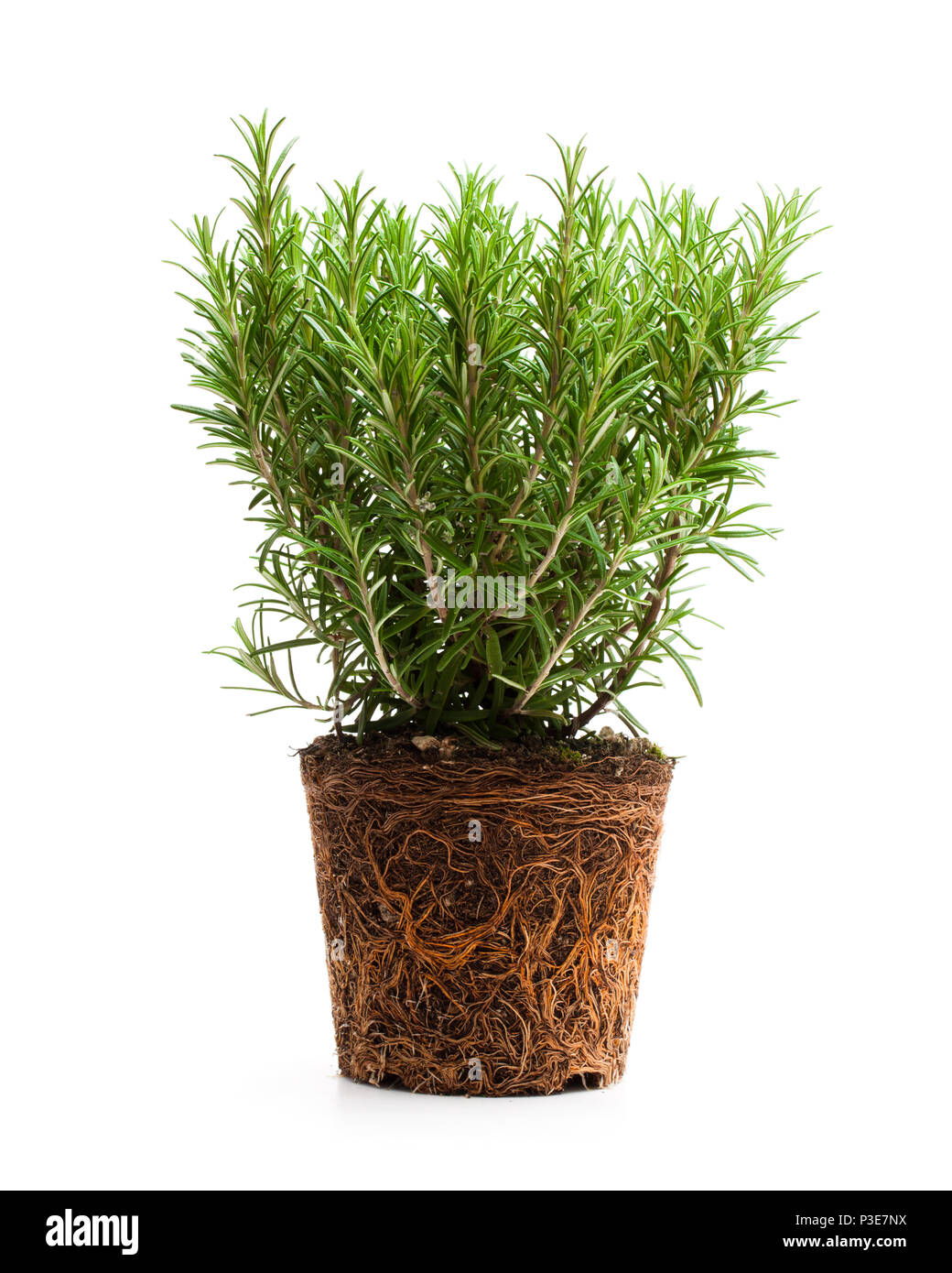 rosemary plant with roots isolated on white background Stock Photo - Alamy