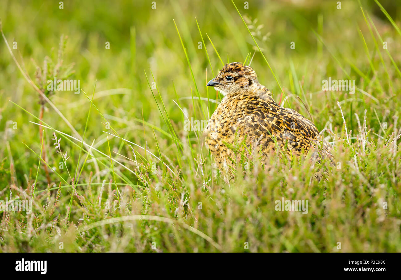 Scottish grouse moor hi-res stock photography and images - Alamy