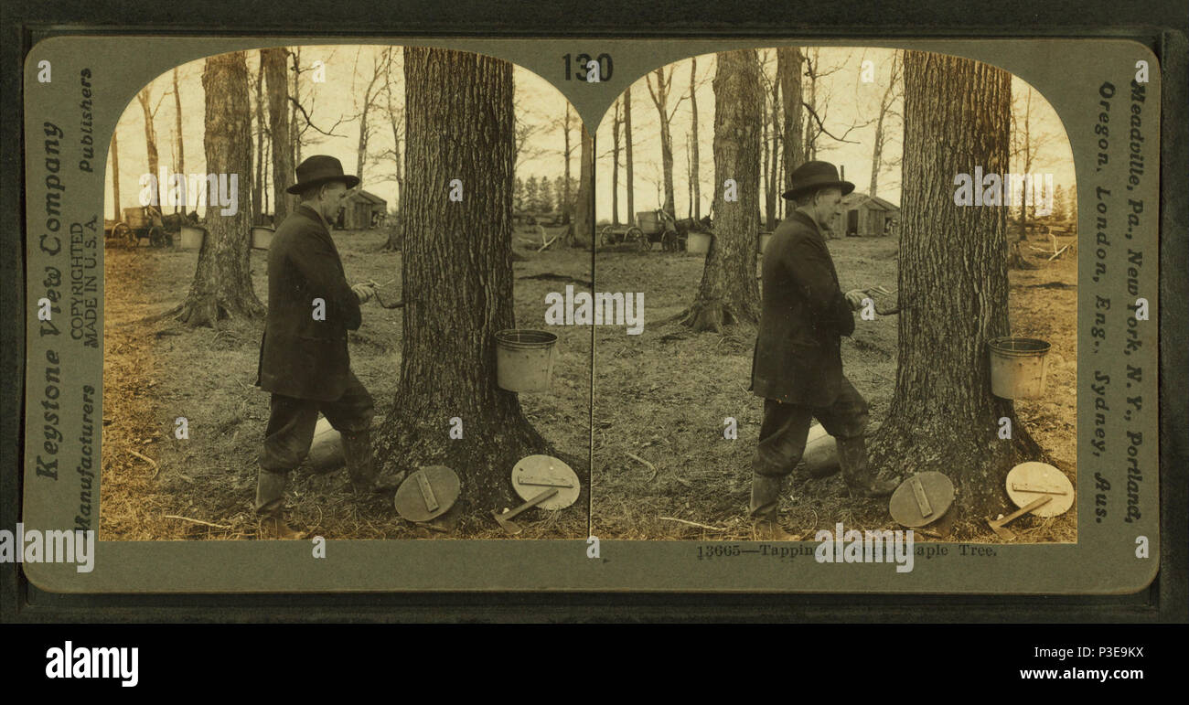 . Tapping a sugar-maple tree, Ohio. Coverage: 1865?-1920?. Source ...