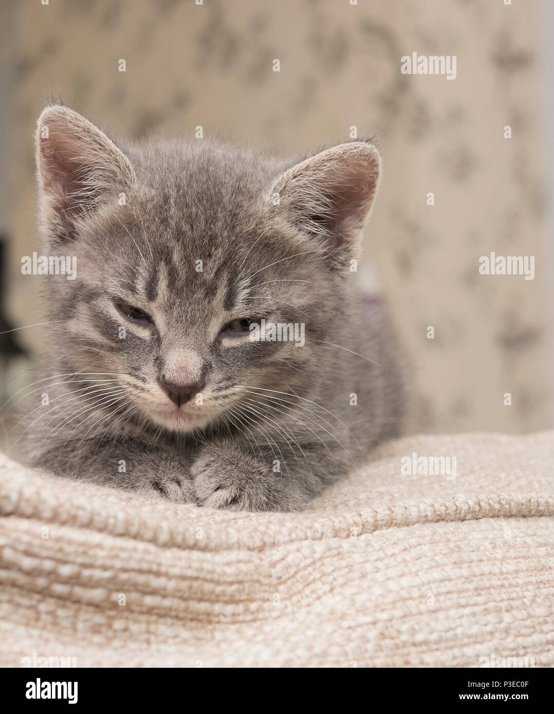 Small sleepy grey pet kitten Stock Photo - Alamy