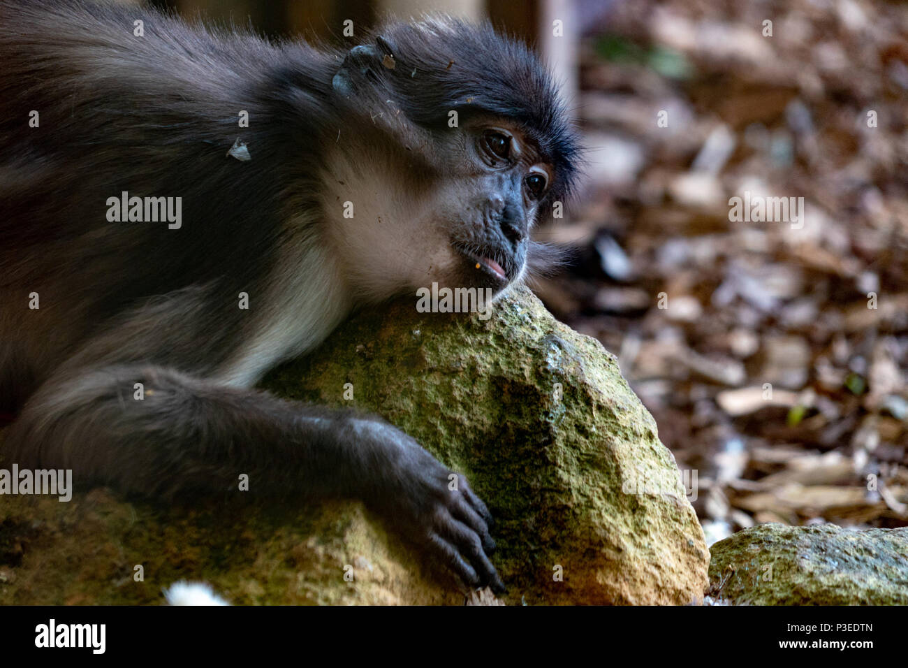 Colchester zoo monkey hi-res stock photography and images - Alamy