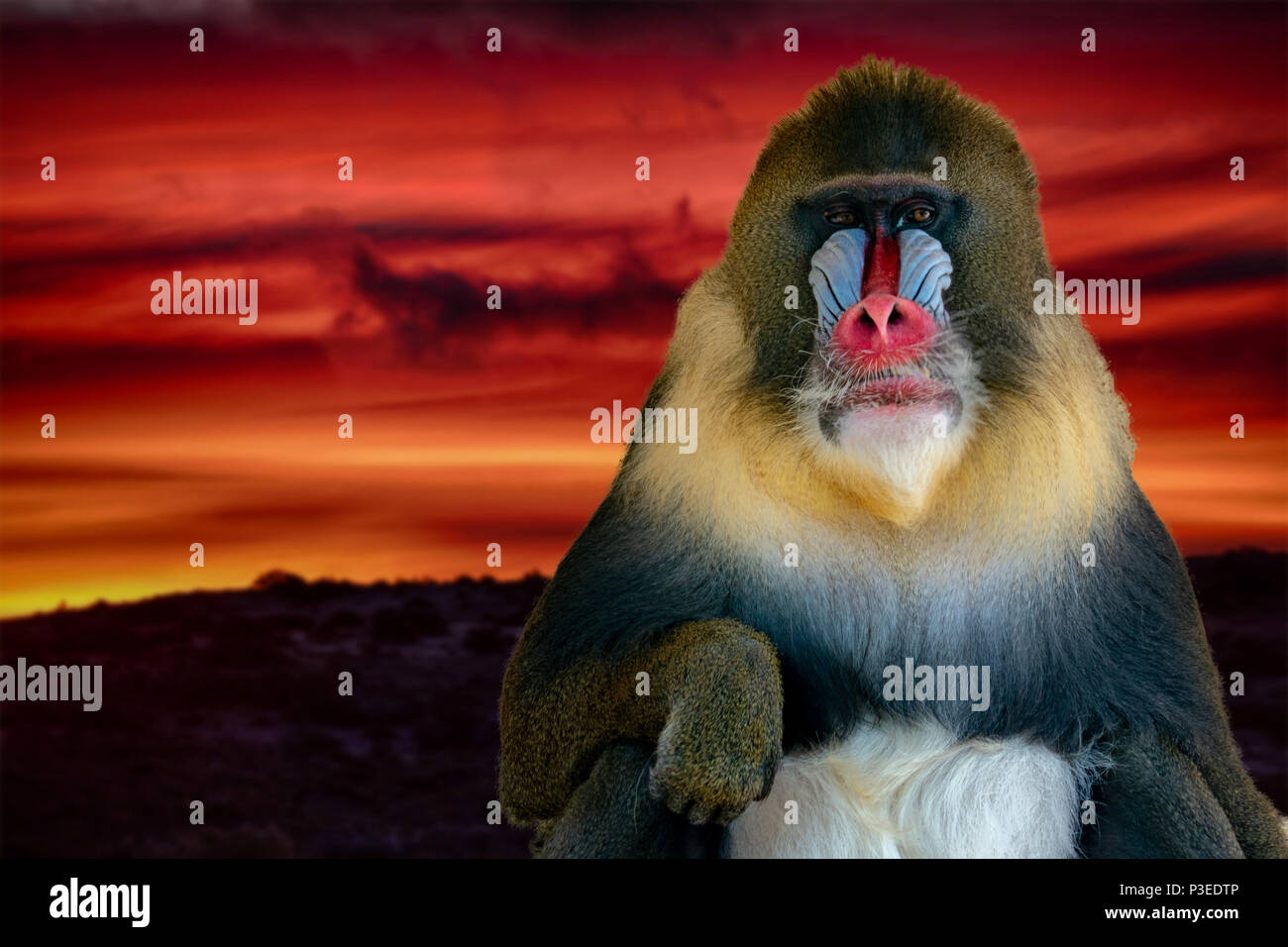 Mandrill Standing High Resolution Stock Photography and Images - Alamy