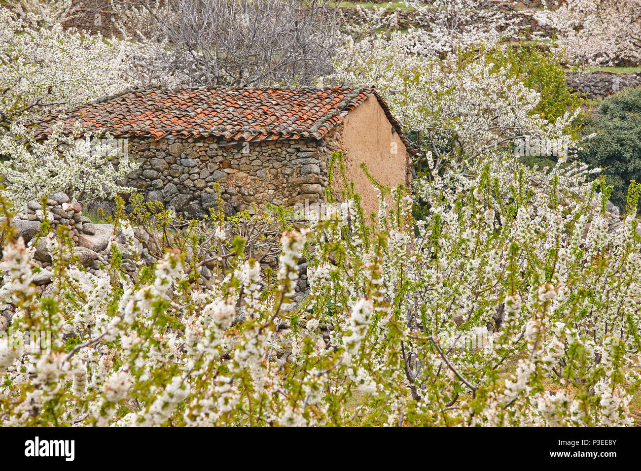 Cherry blossom in Jerte Valley, Caceres. Spring in Spain. Season Stock ...