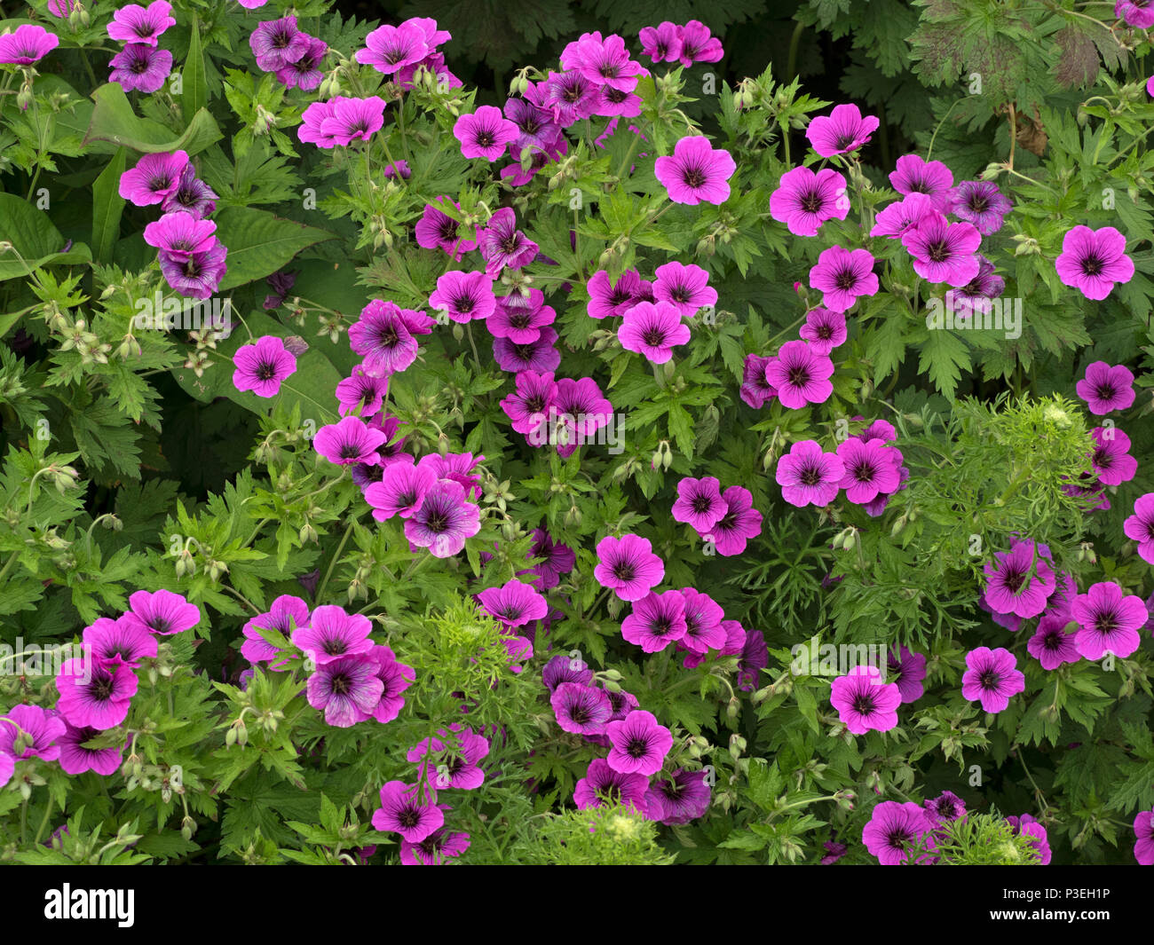 Growing in mixed border hi-res stock photography and images - Alamy