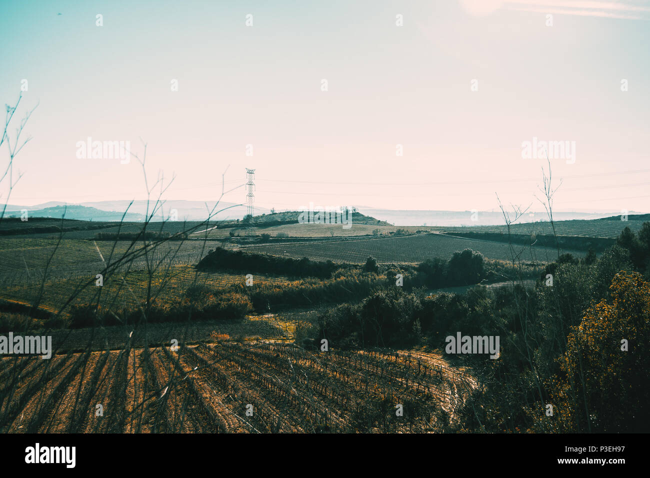 Cloudless landscape with vineyard fields throughout the image Stock ...