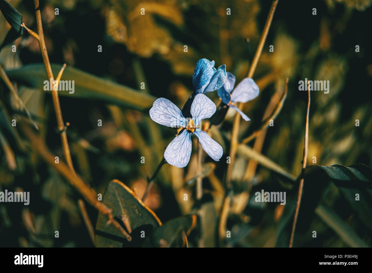 Raphanus raphanistrum leaves hi-res stock photography and images - Alamy
