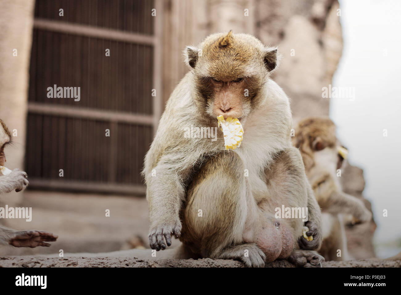 Rhesus macaques food hi-res stock photography and images - Alamy