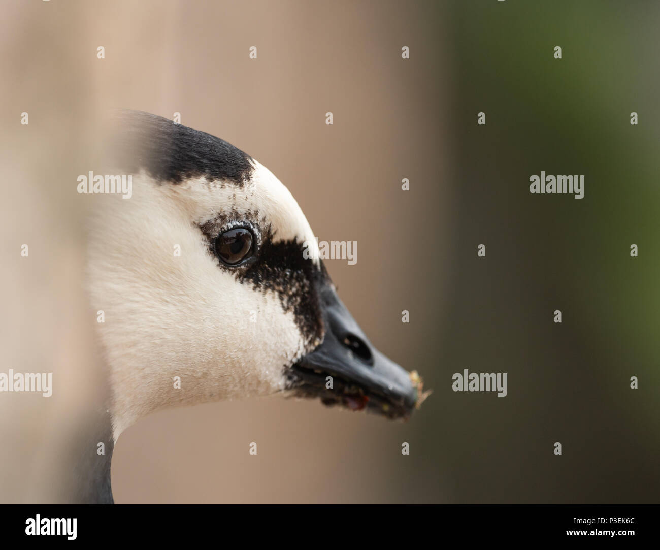 close up portrait of a barnacle goose looking sad Stock Photo - Alamy
