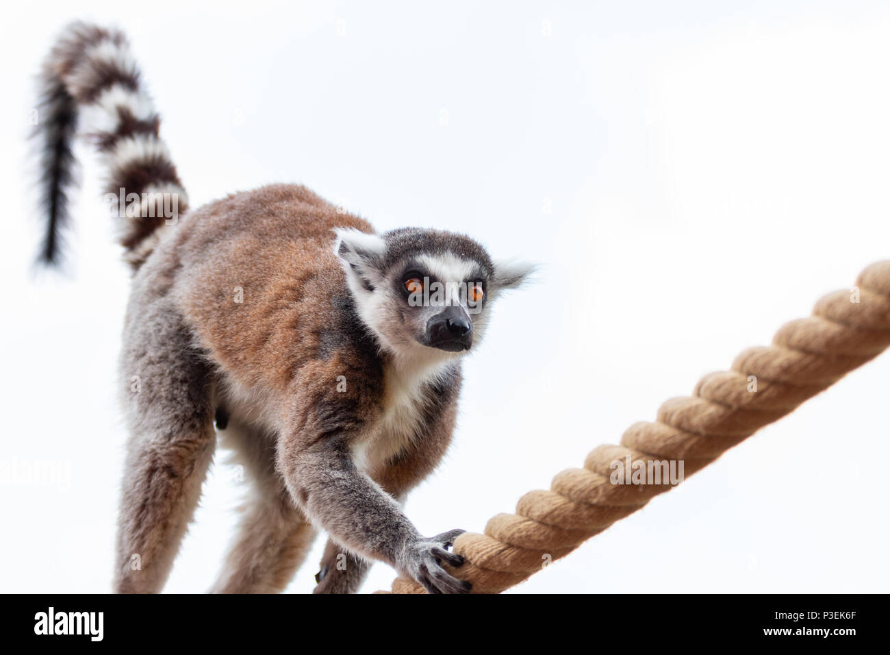 lemur balancing on a cord Stock Photo - Alamy