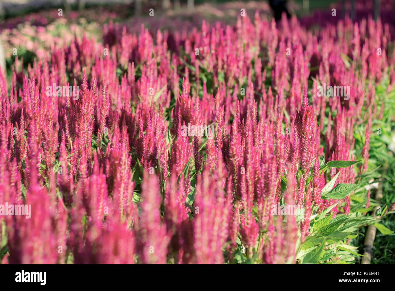 Pink flowers on plot with the beautiful Stock Photo - Alamy