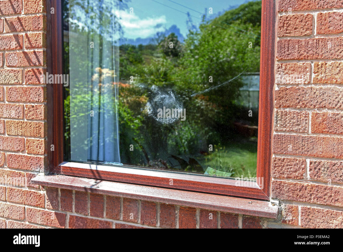 A bird strike, possibly a pigeon, that has hit a window on a domestic ...