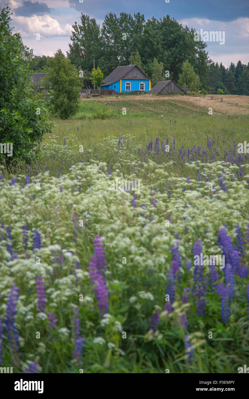 rural scenery in Belarus. house against the backdrop of the forest and ...