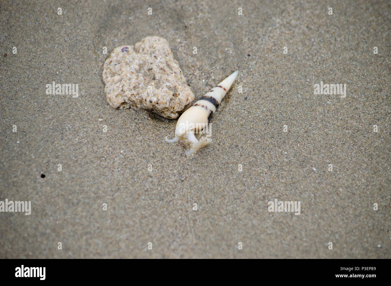 mollusk near a stone on white sand the seashore Stock Photo - Alamy