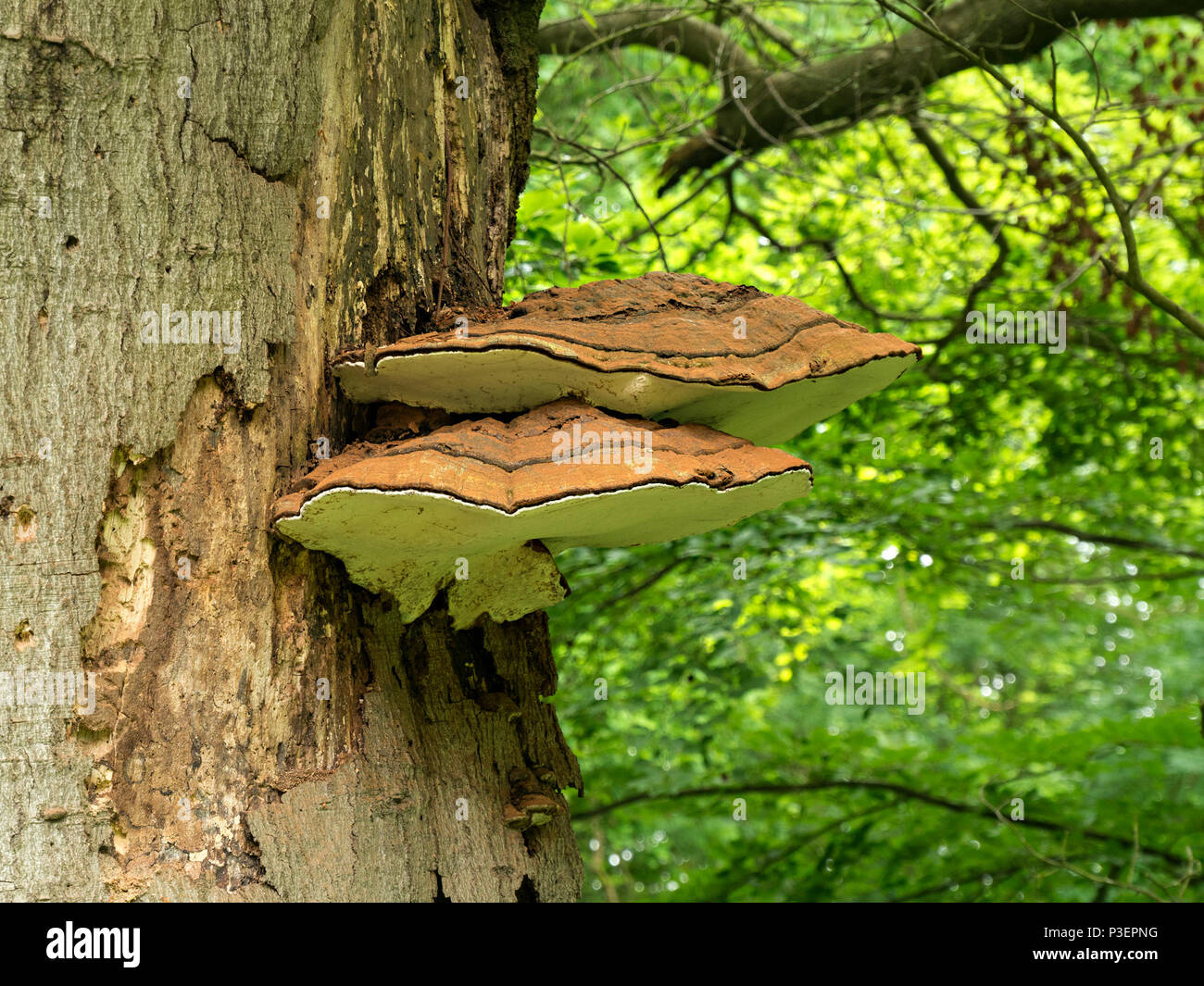 Ganoderma adspersum southern bracket fungus growing on old deciduous ...