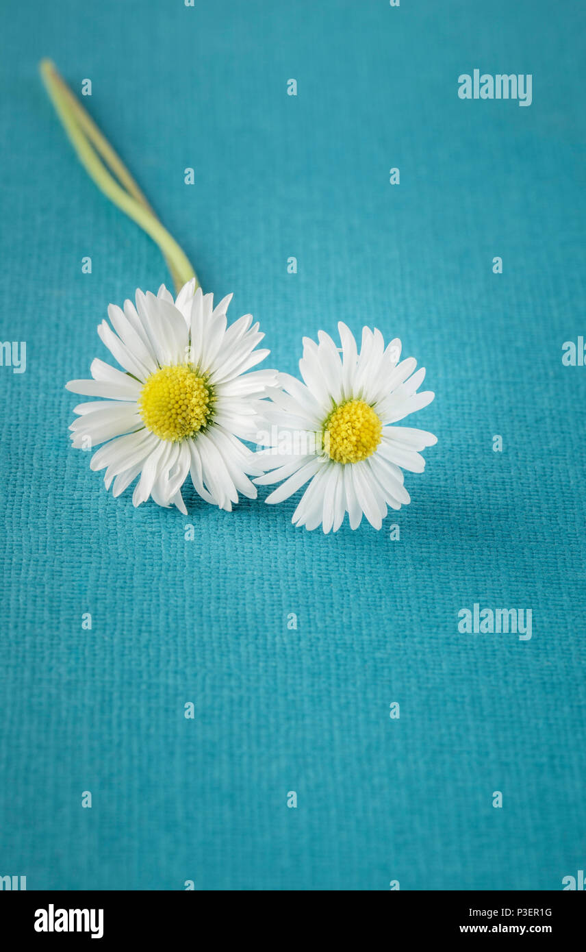 Two daisies hi-res stock photography and images - Alamy