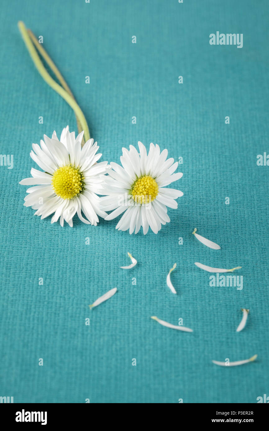 Two daisies hi-res stock photography and images - Alamy