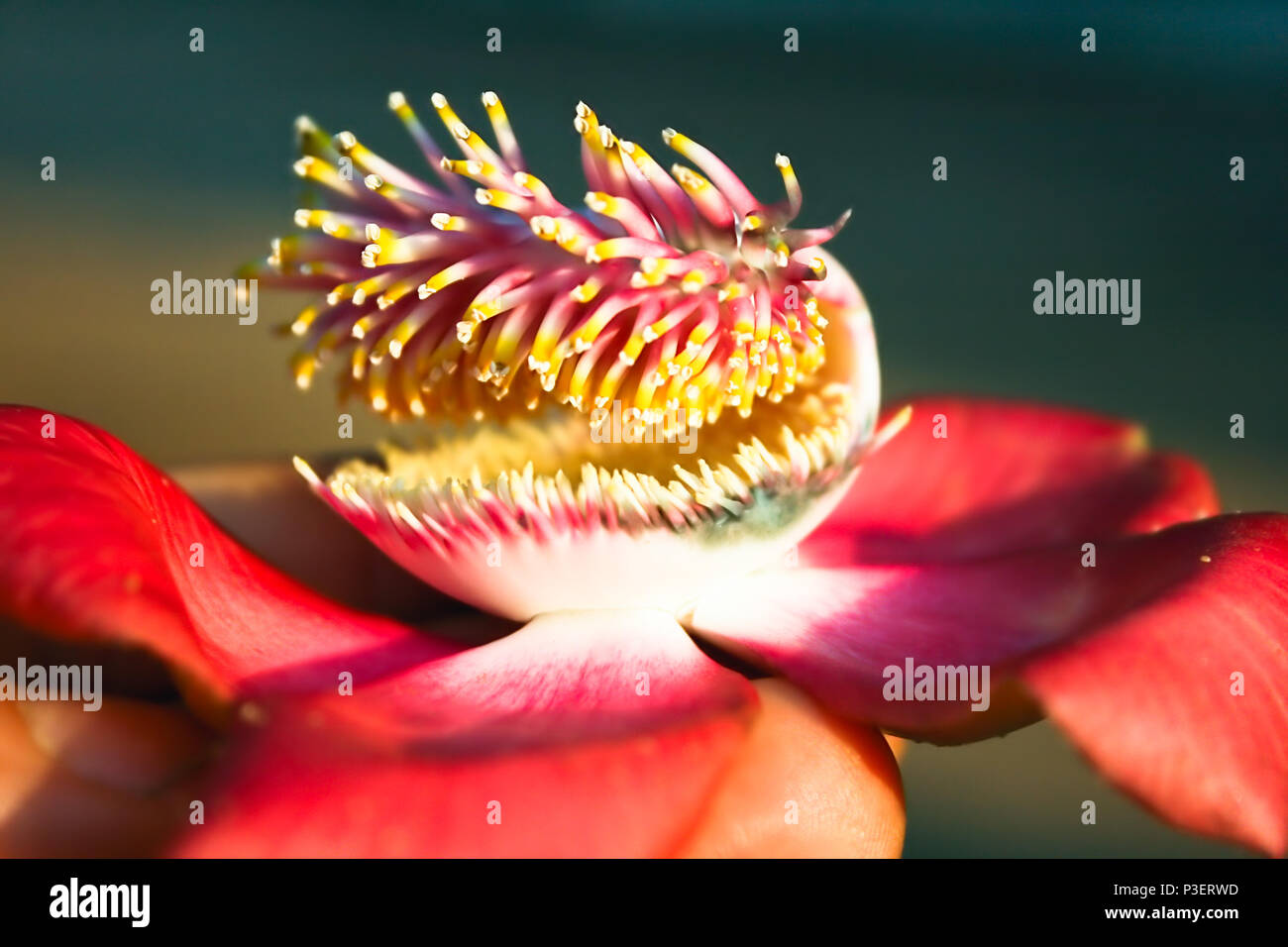 Exotic Indian Flower , Karnataka, India Stock Photo - Alamy