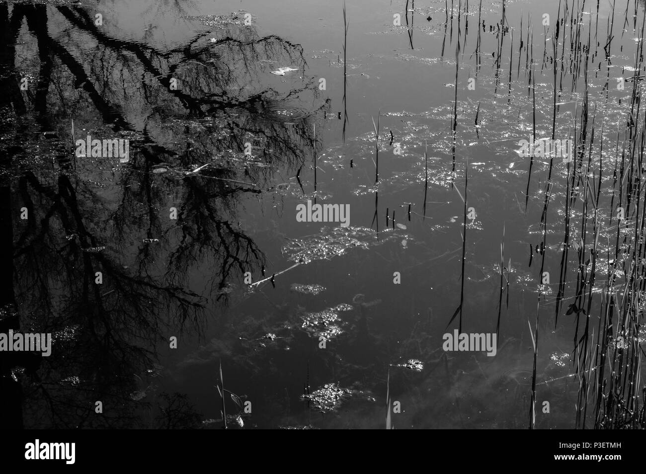 Reflections in the pond Stock Photo - Alamy