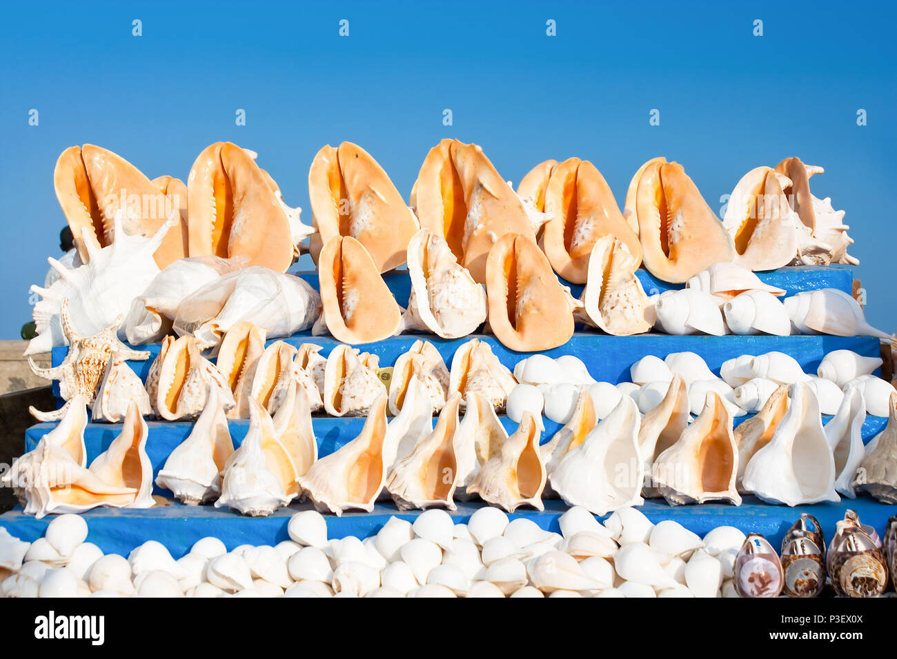 A conch shell against blue sky background, India Stock Photo - Alamy