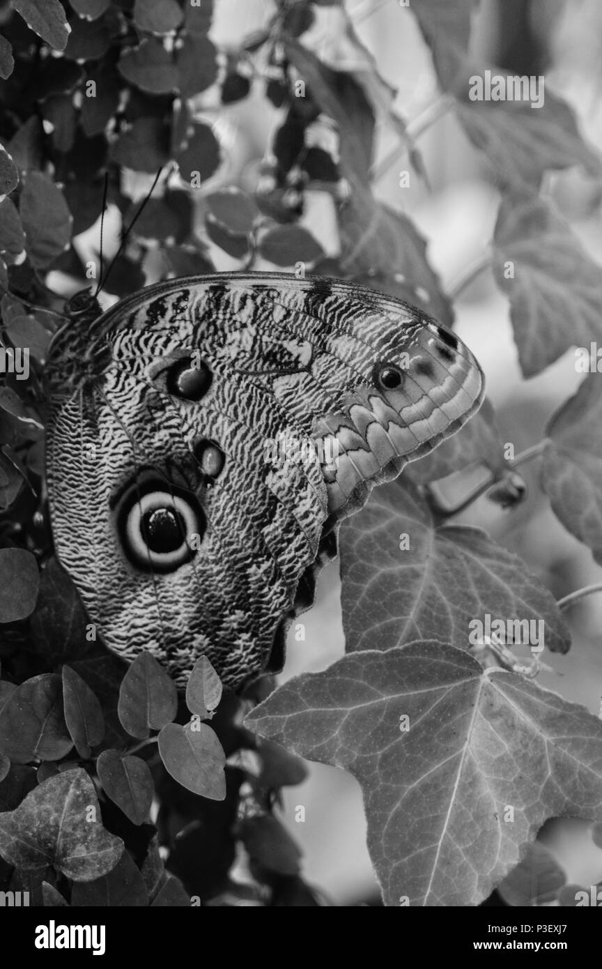 Insects in the world Black and White Stock Photos & Images - Alamy