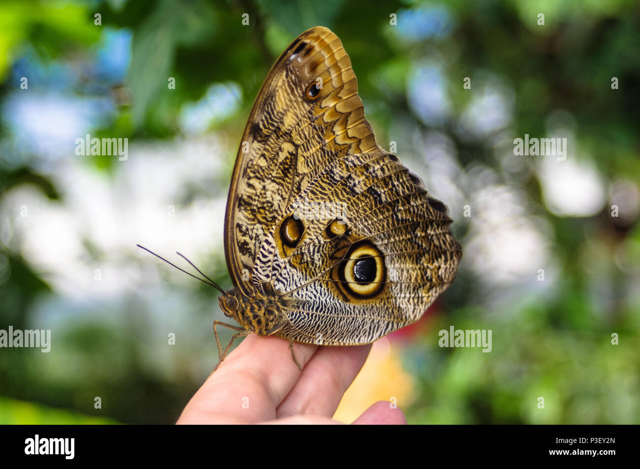 Most Beautiful Butterfly Wings