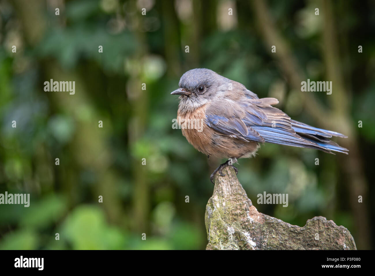Western bluebird female hi-res stock photography and images - Alamy