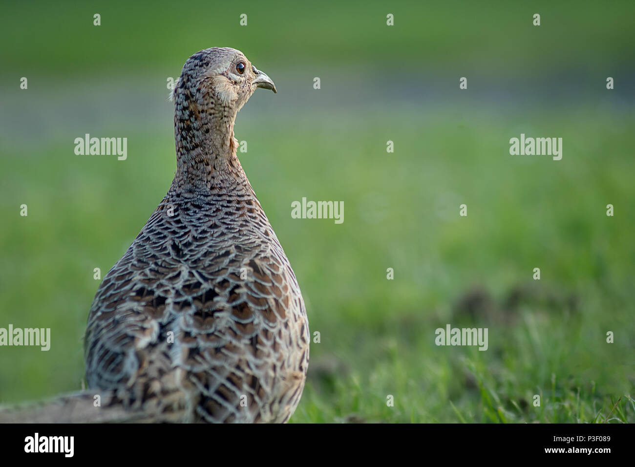 An unusual view point of a female pheasant from behind with her looking ...