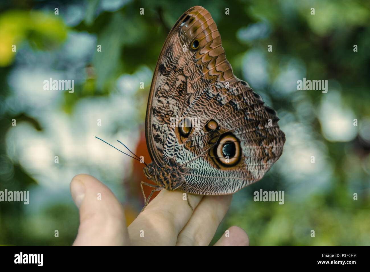 The most beautiful butterfly in the world Stock Photo - Alamy