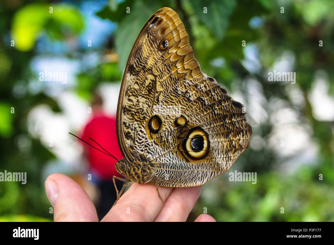 The most beautiful butterfly in the world Stock Photo - Alamy