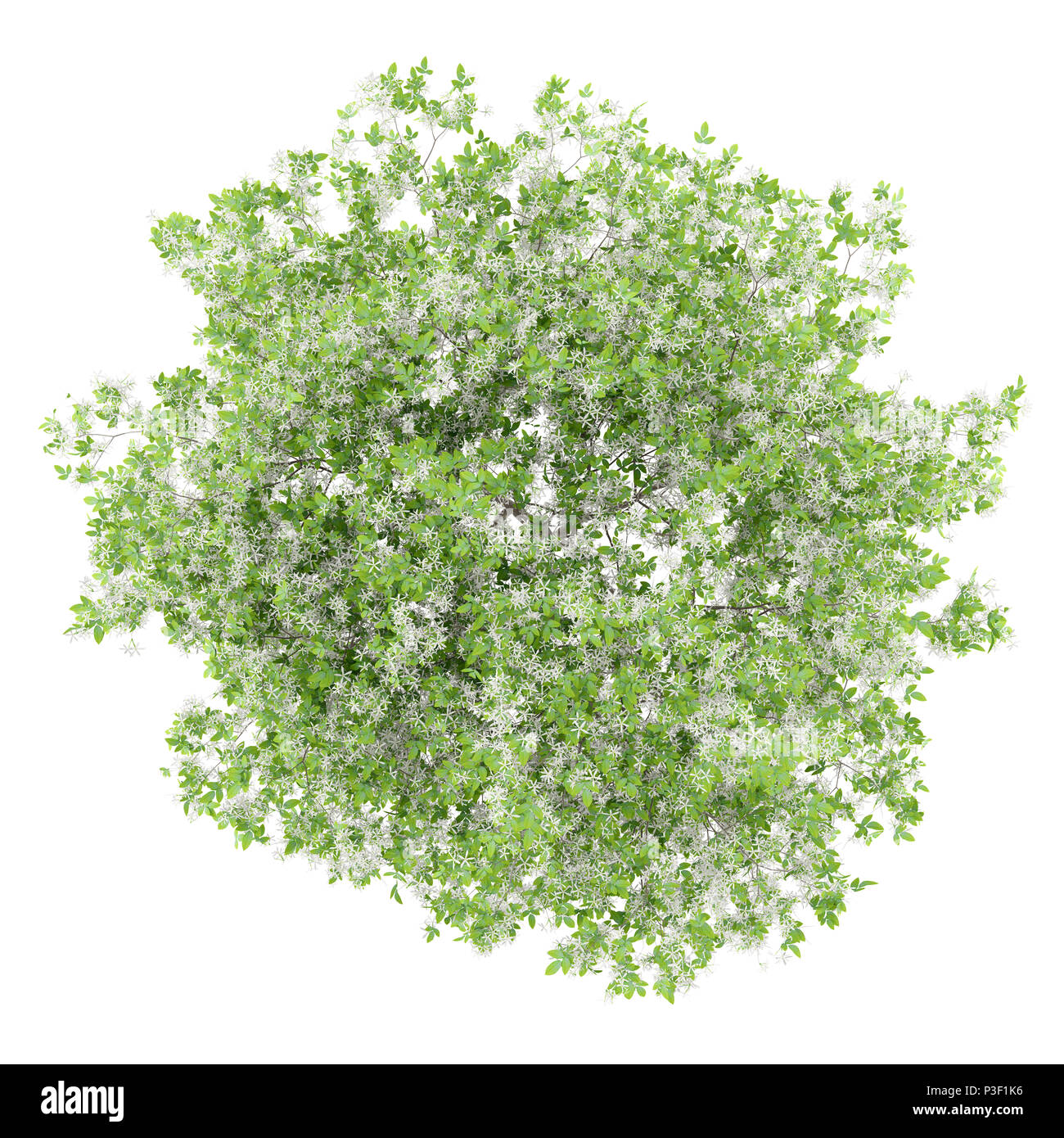 top view of flowering lemon tree isolated on white background. 3d ...