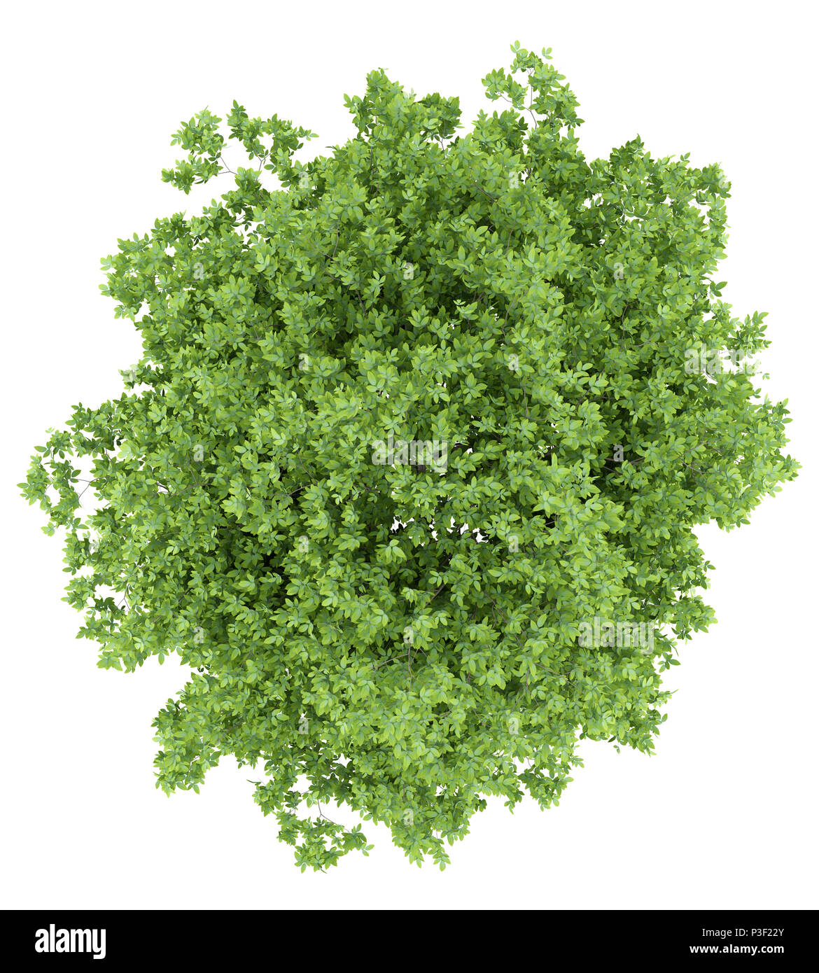 top view of lemon tree isolated on white background. 3d illustration ...