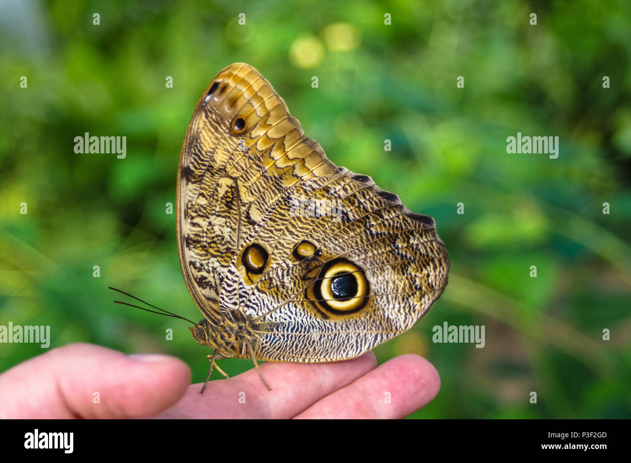 The most beautiful butterfly in the world Stock Photo - Alamy