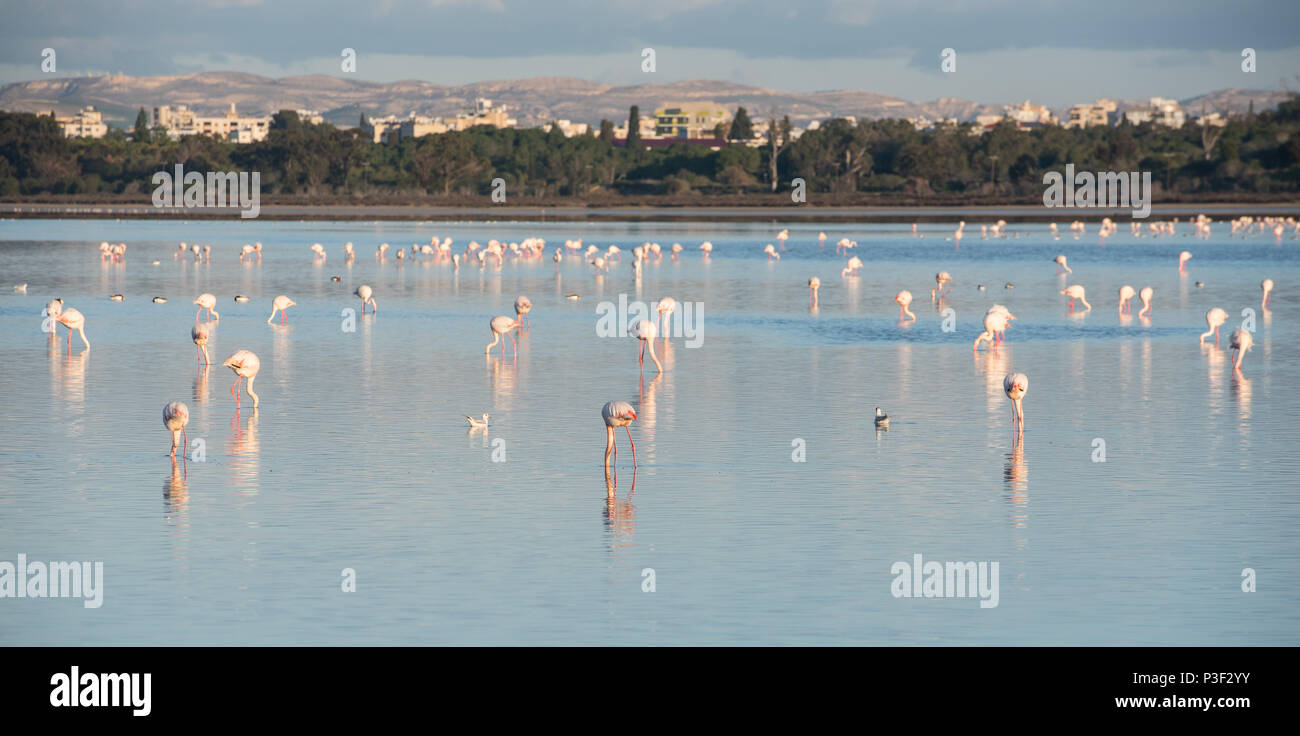 Group of wild Flamingo Birds resting and feeding at the salt lake of ...