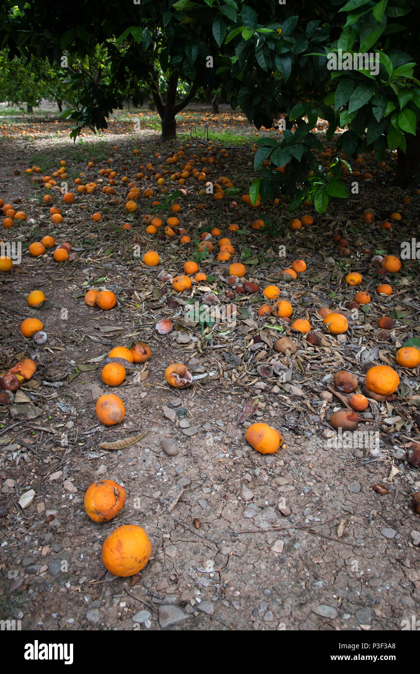 Fallen oranges covering the ground below orange trees. Fail crop due to ...