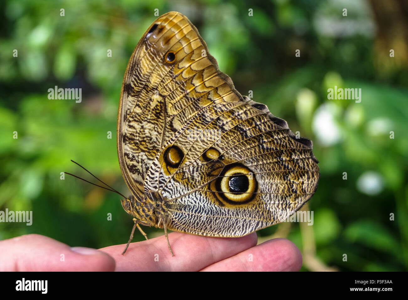 Most Beautiful Butterfly In The World