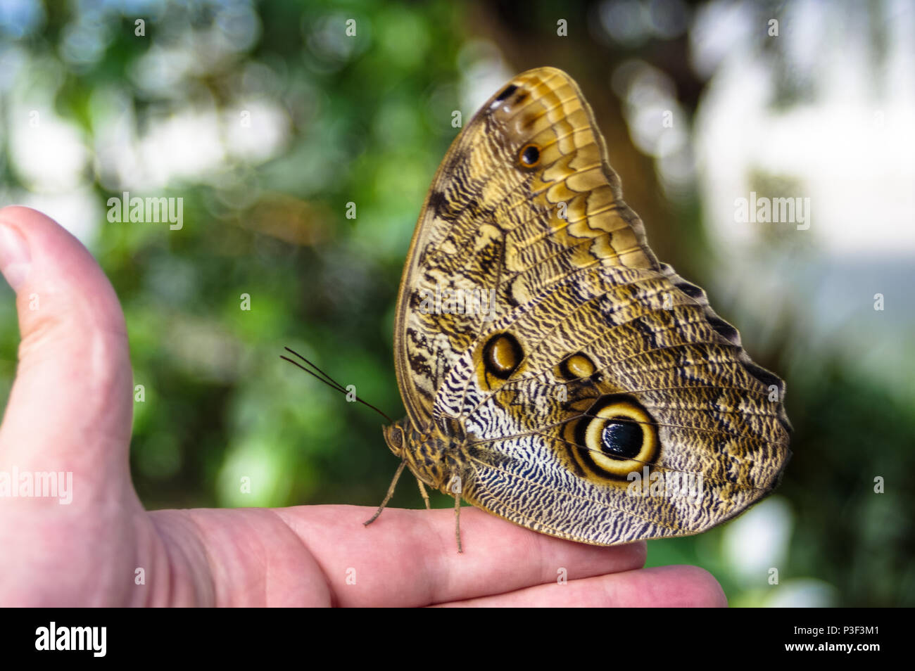 The most beautiful butterfly in the world Stock Photo - Alamy