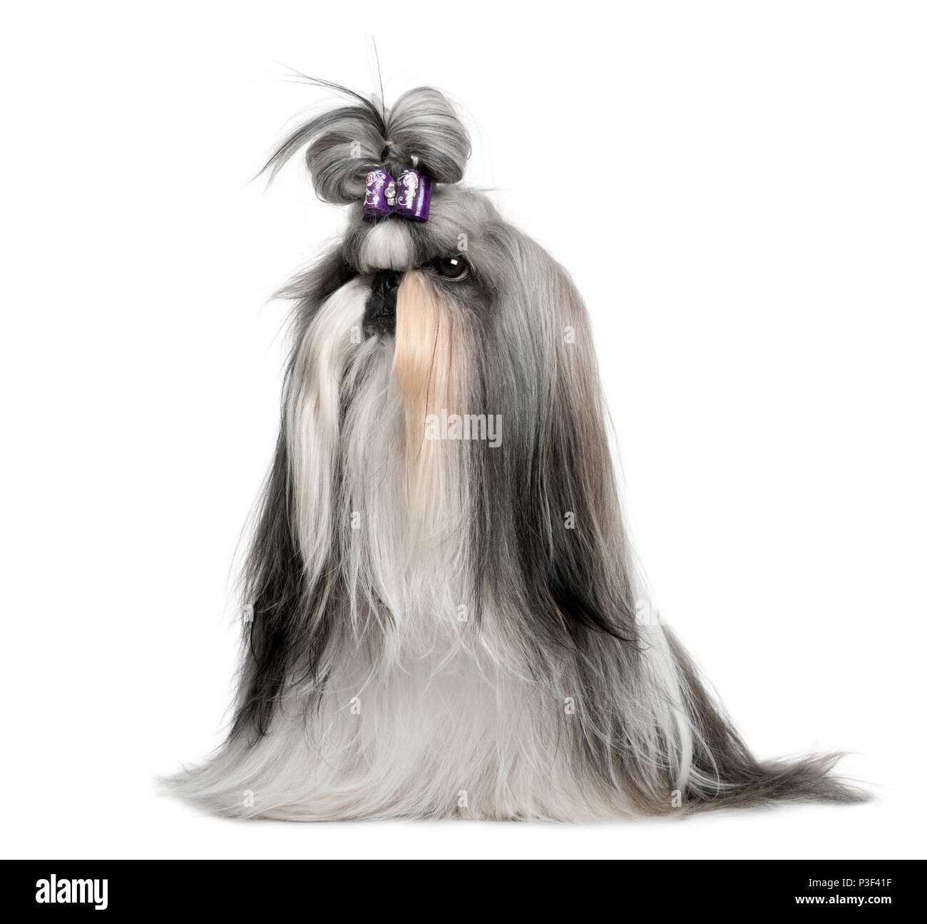 primped Shi-Tzu, 1 Year old, sitting in front of white background Stock ...