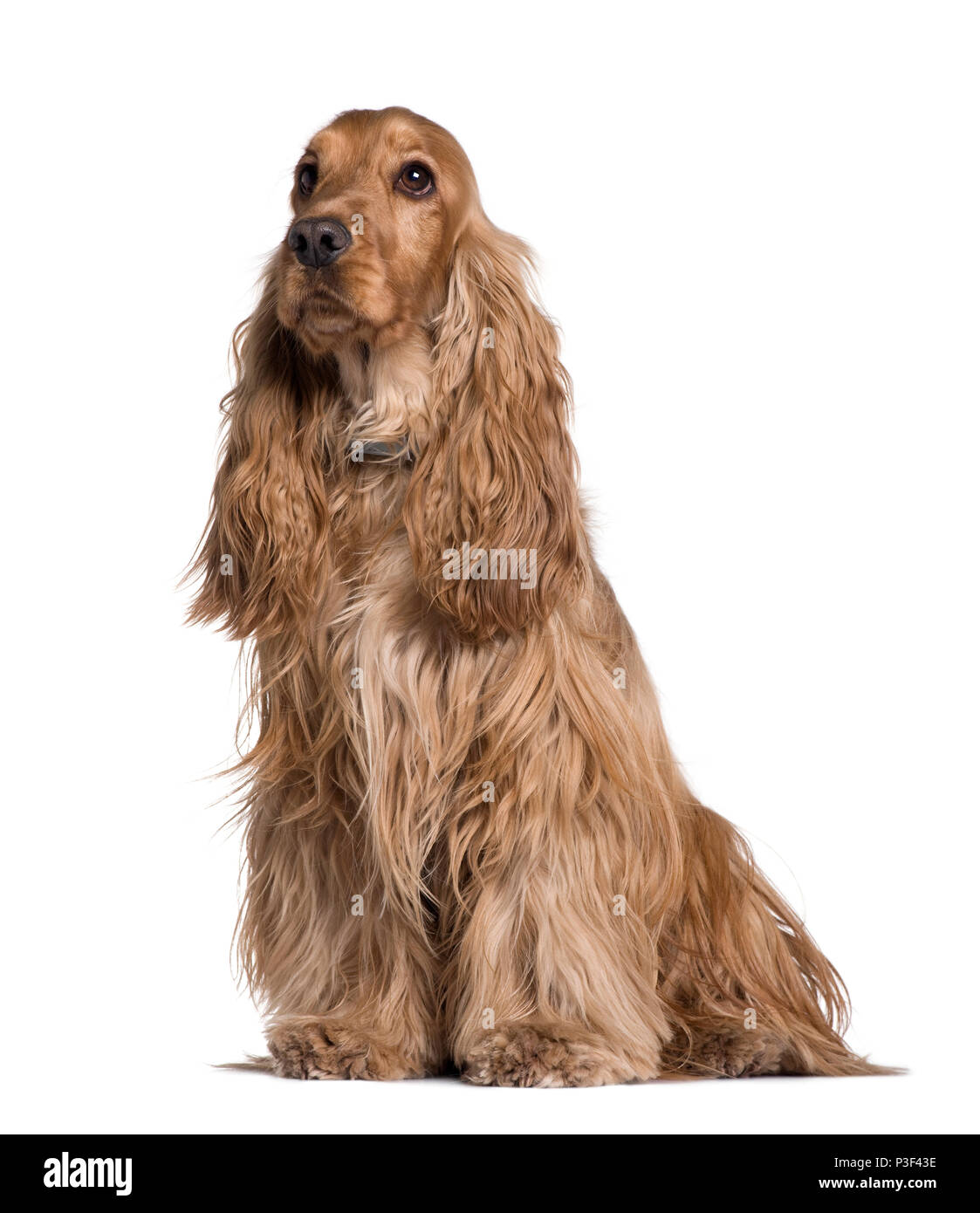 Cocker Spaniel sitting in front of white background, studio shot Stock ...