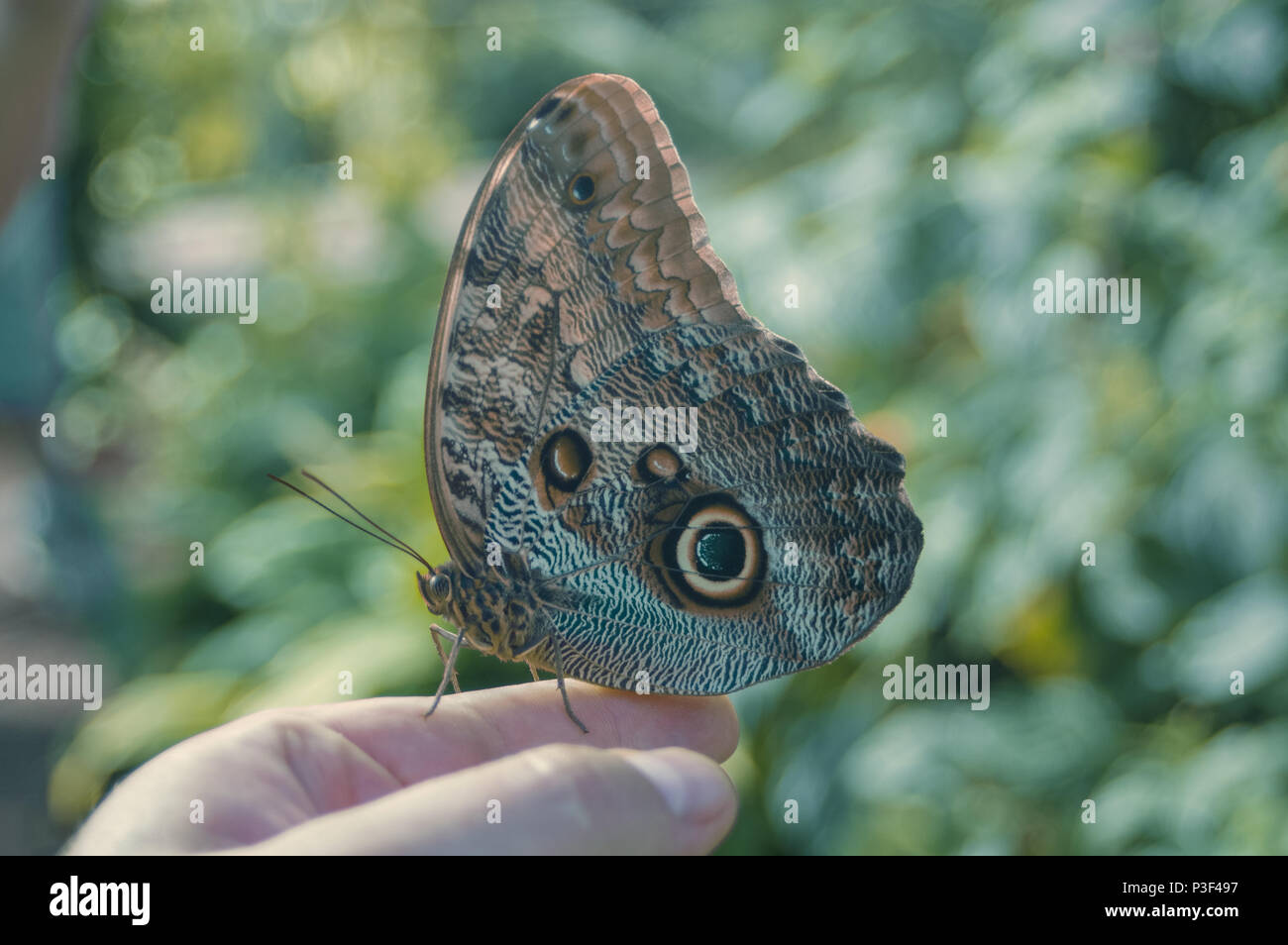 The most beautiful butterfly in the world Stock Photo - Alamy