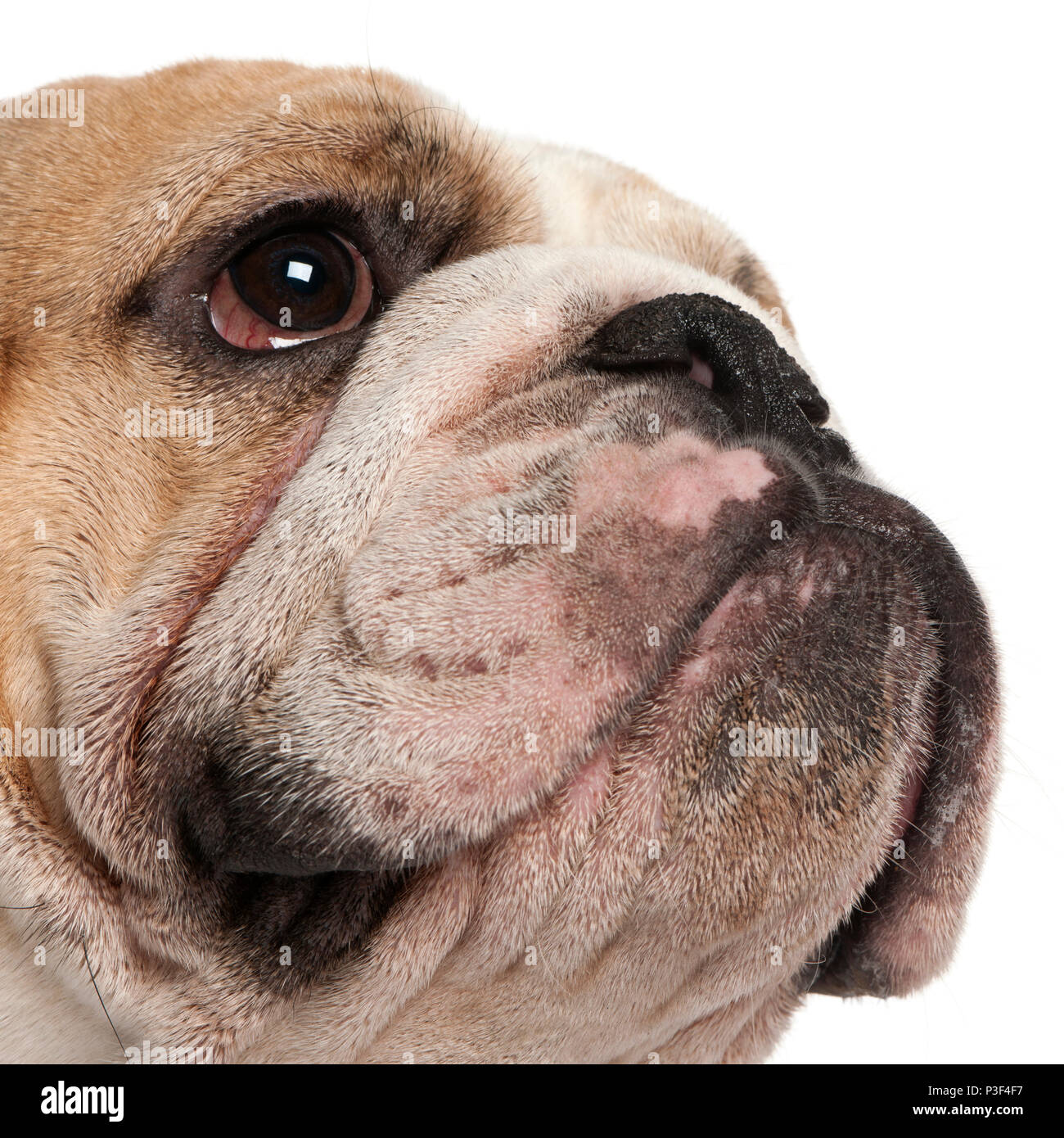 Puppy english bulldog head side hi-res stock photography and images - Alamy