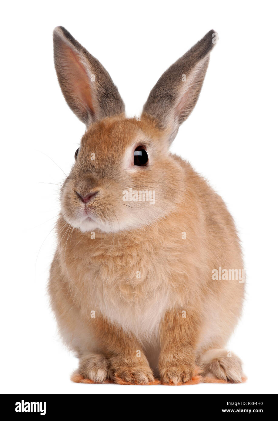 White Bunny White Background